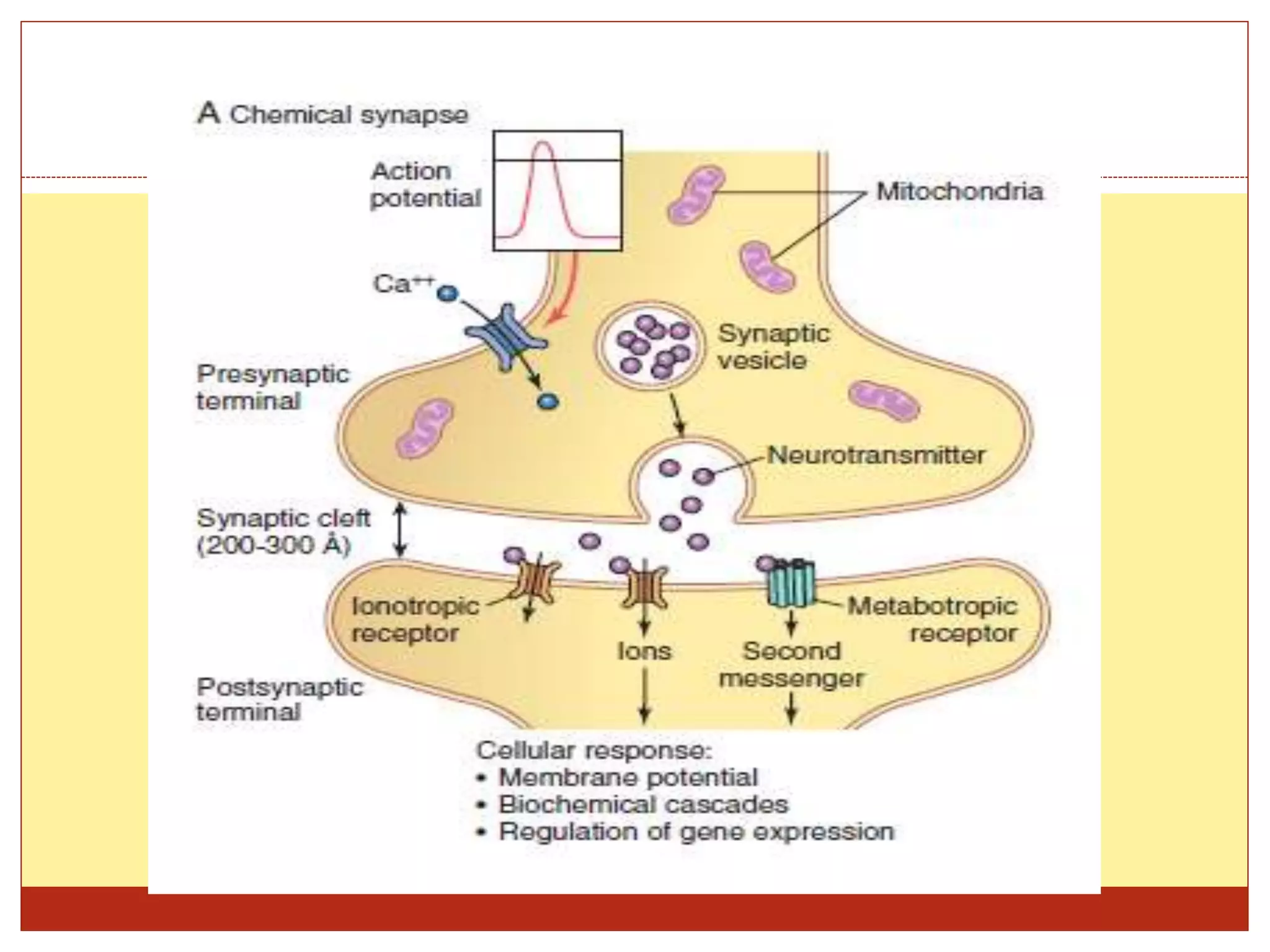Synaptic transmission i | PPTX