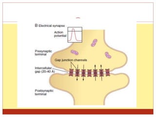 Synaptic transmission i | PPTX