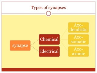Synaptic transmission i | PPTX