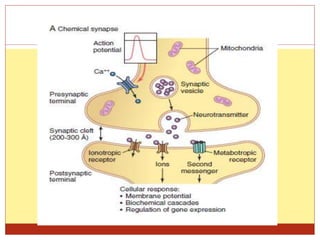 Synaptic transmission i | PPTX