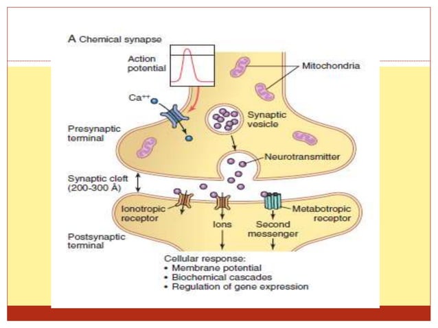 Synaptic transmission i | PPTX