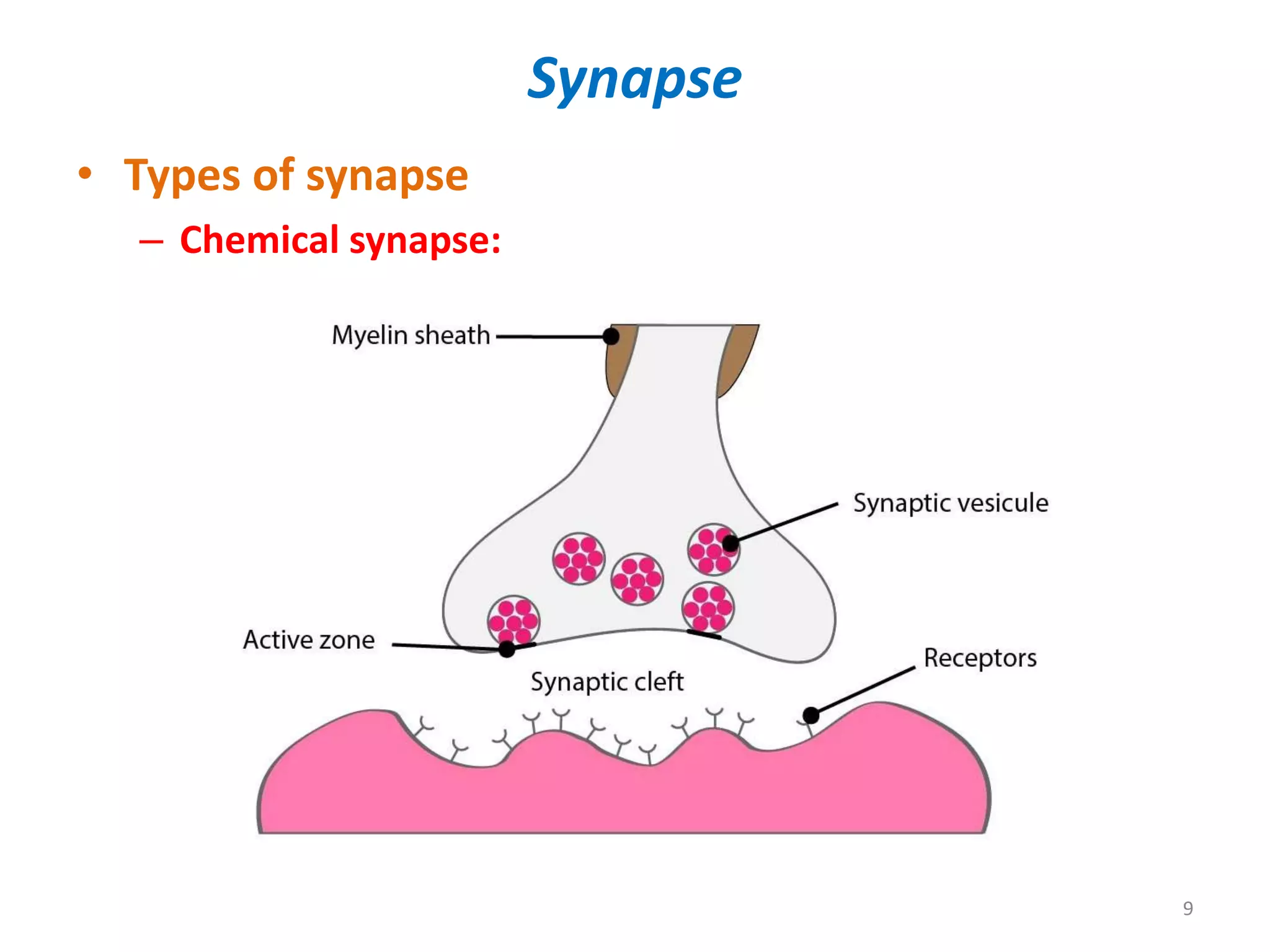 Synaptic transmission in CNS | PPTX