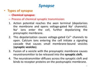 Synaptic transmission in CNS | PPTX