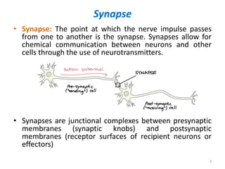 Synaptic transmission in CNS | PPTX