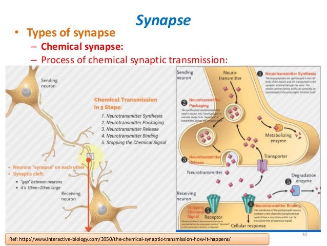 Synaptic transmission in CNS