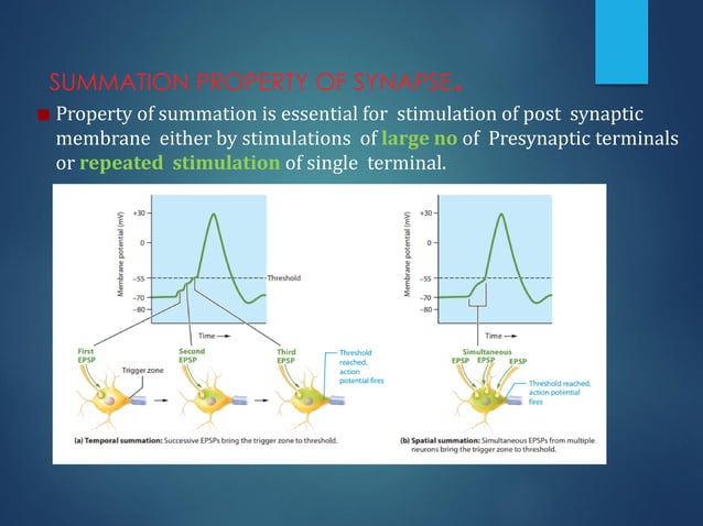 Synaptic transmissionyhghbvggg MBcHb.pdf