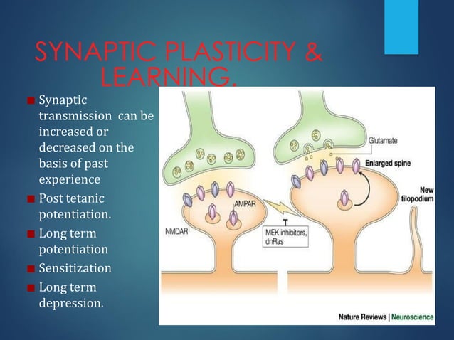 Synaptic transmissionyhghbvggg MBcHb.pdf