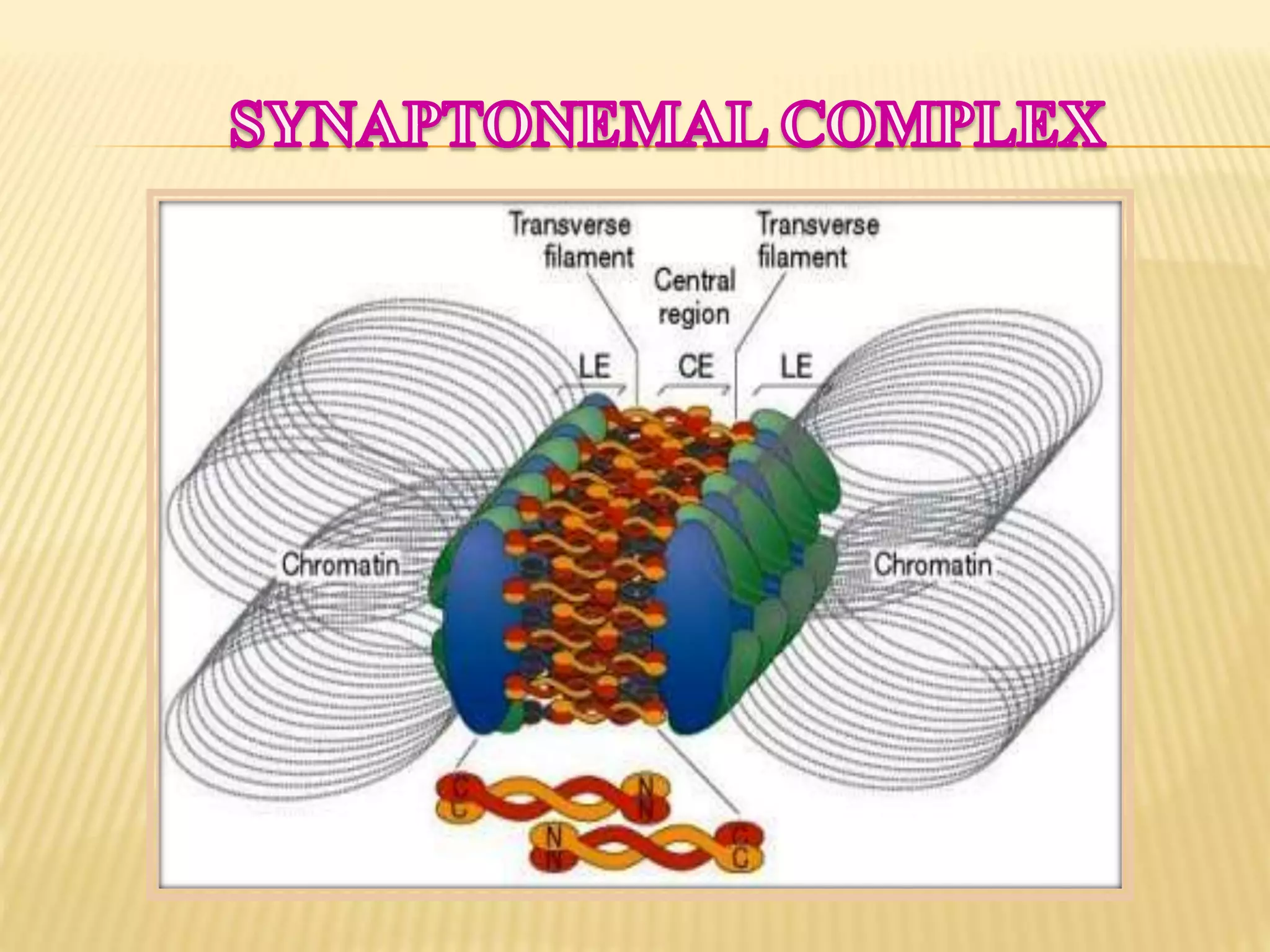 Synaptonemal complex | PPTX
