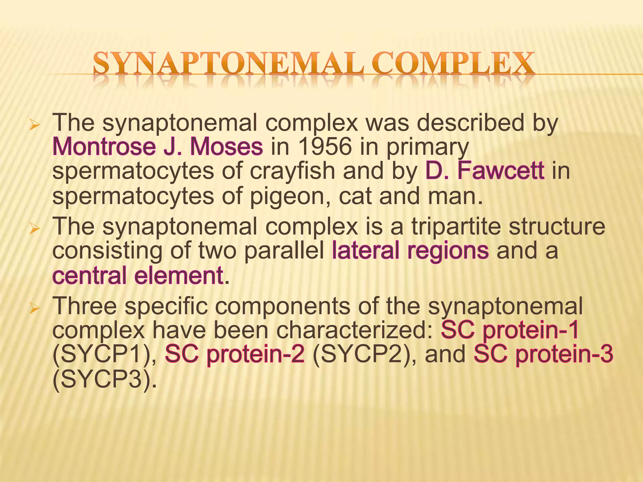 Synaptonemal complex | PPTX
