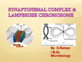 Synaptonemal complex | PPTX