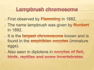 Synaptonemal complex | PPTX