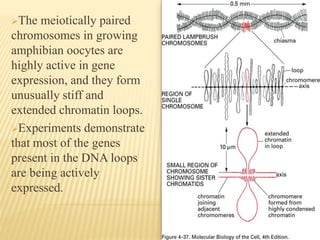 Synaptonemal complex | PPTX