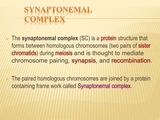 Synaptonemal complex | PPTX