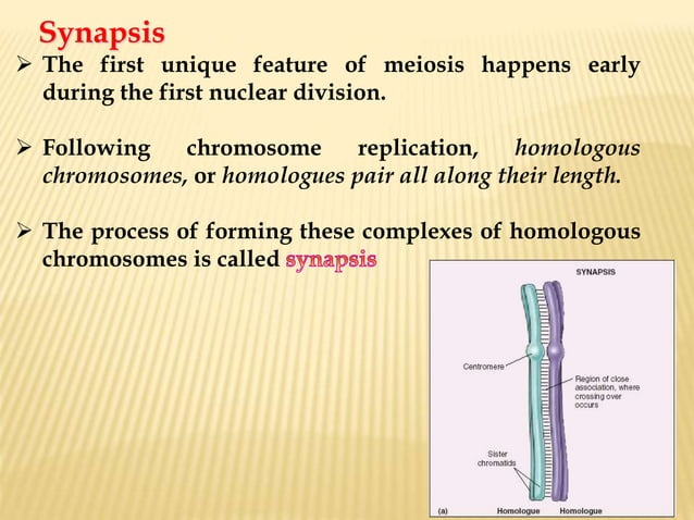 Synaptonemal complex | PPTX | Genetics | Science