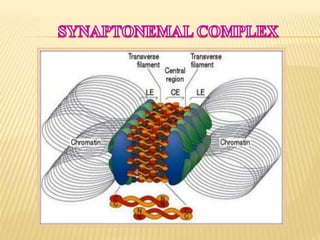 Synaptonemal Complex Crossing Over