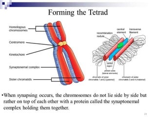 Synaptonemal Complex Crossing Over