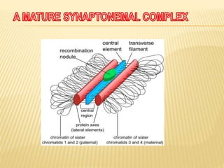 Recombination Nodule