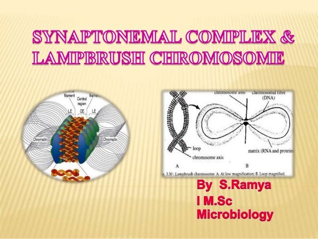 Synaptonemal Complex
