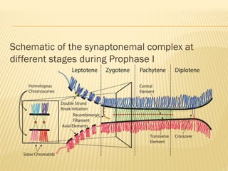 synaptonemal complex and its role in crossing over | PPT