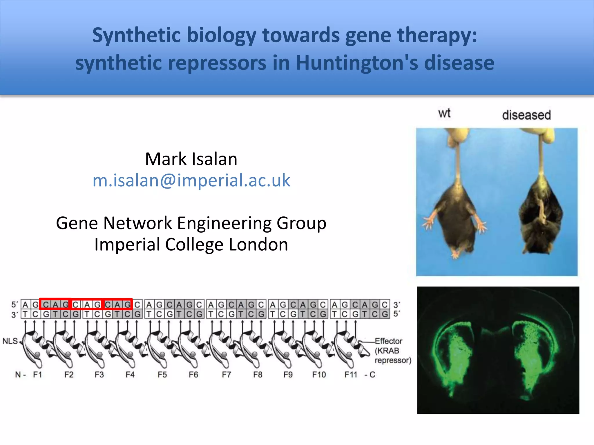Synthetic biology towards gene therapy: synthetic repressors in ...