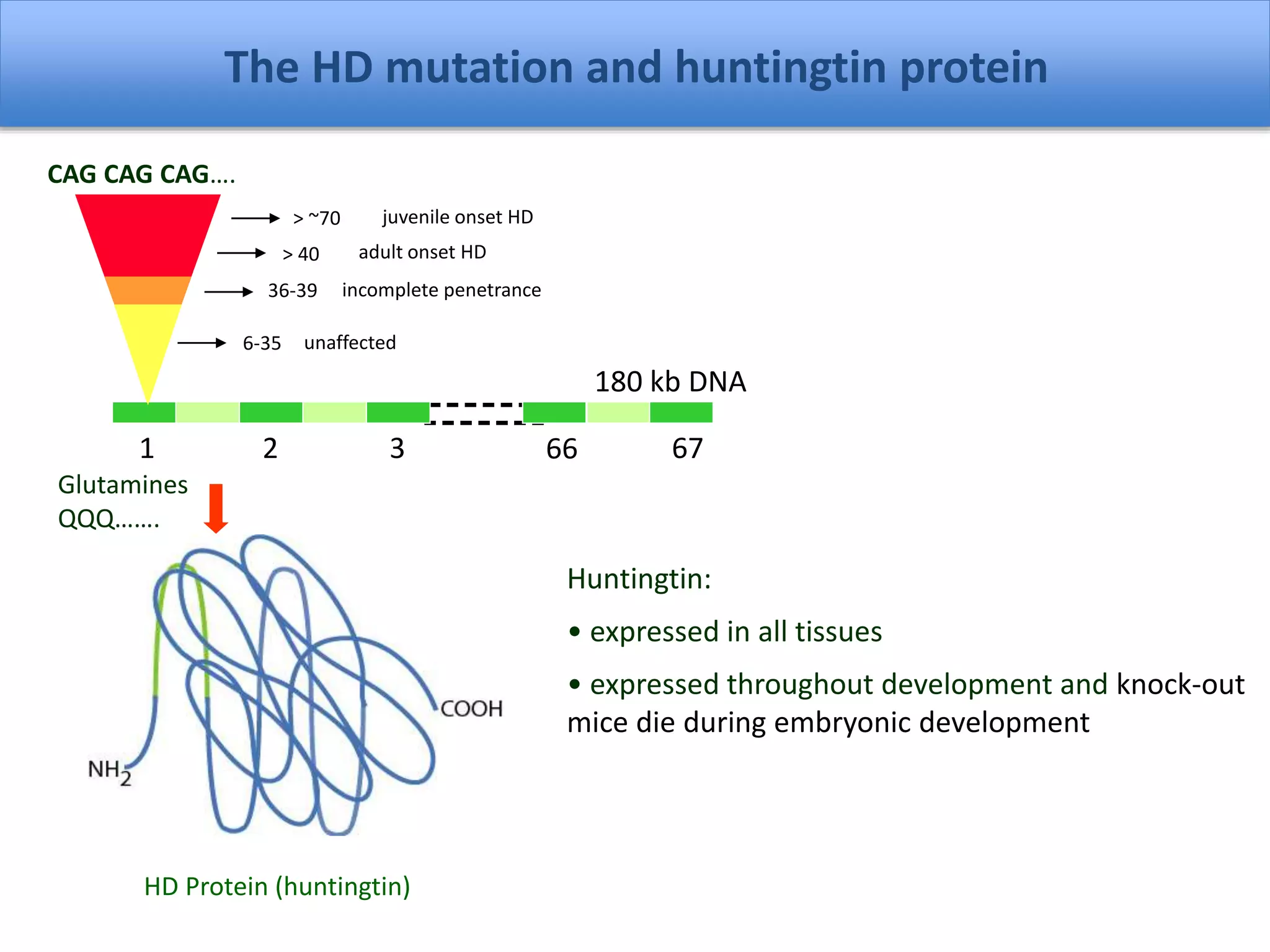 Synthetic biology towards gene therapy: synthetic repressors in ...