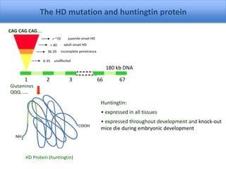 Synthetic biology towards gene therapy: synthetic repressors in ...