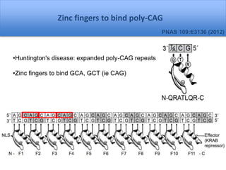 Synthetic biology towards gene therapy: synthetic repressors in ...
