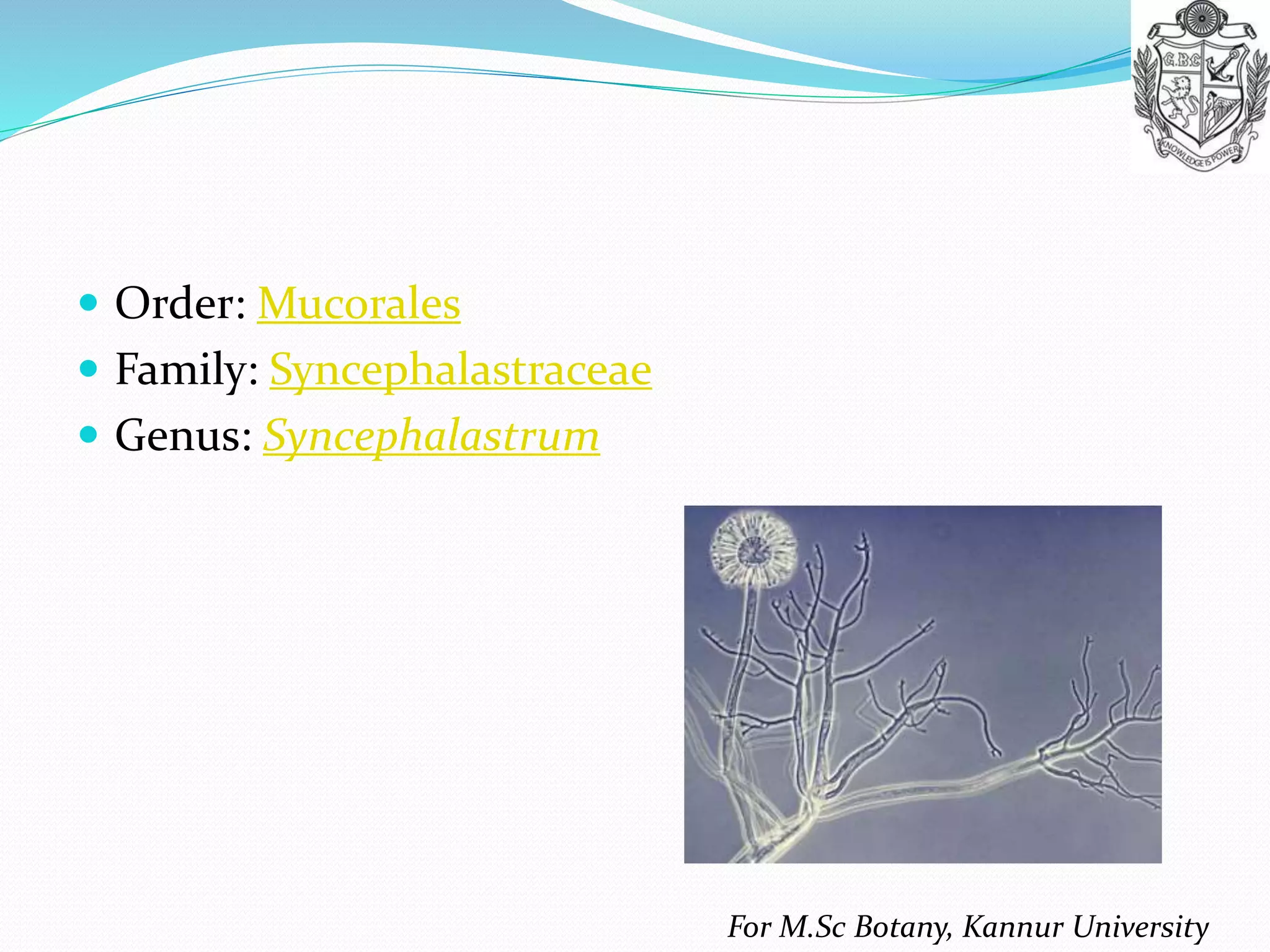 Syncephalastrum | PPT