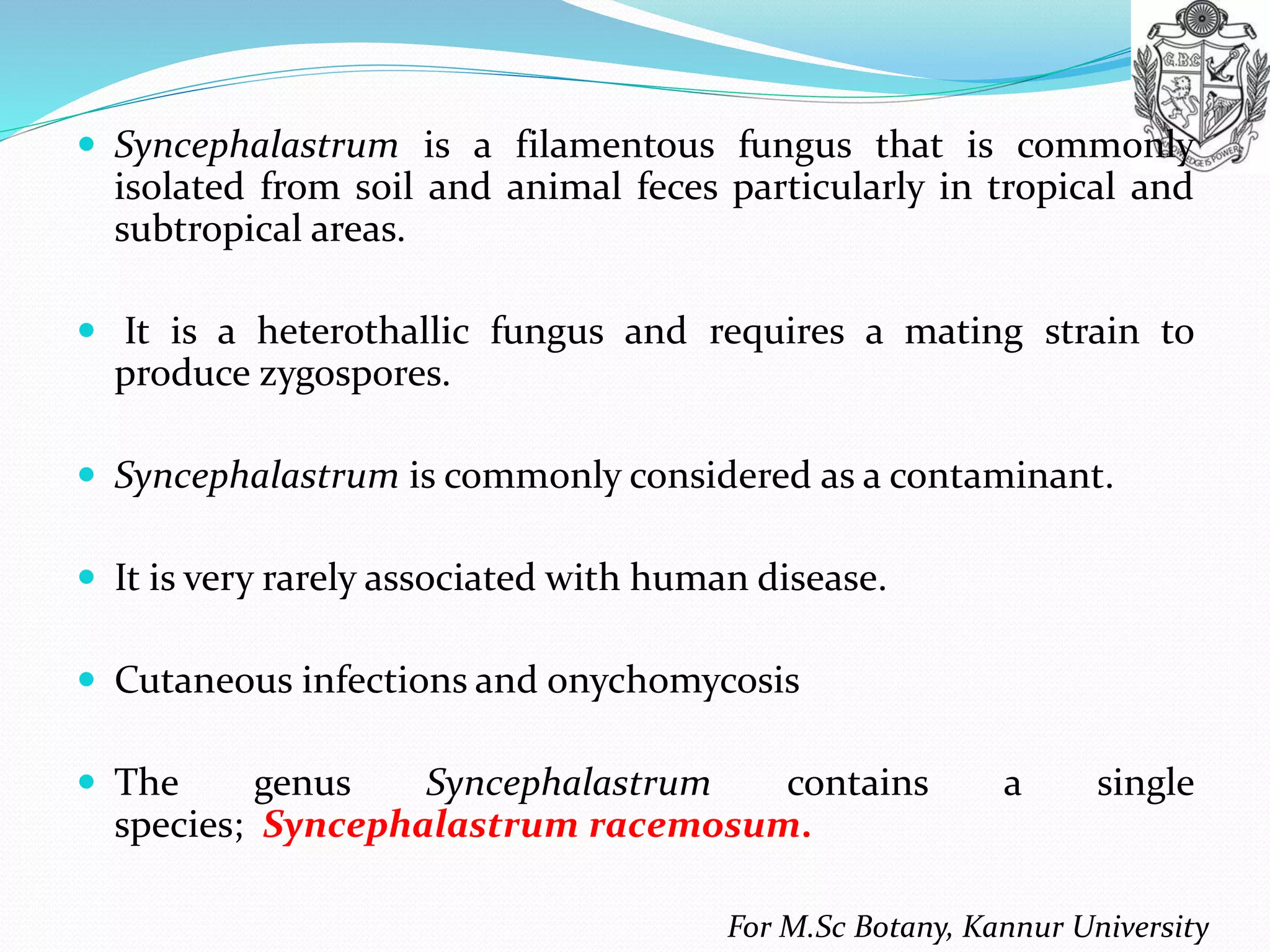 Syncephalastrum | PPT
