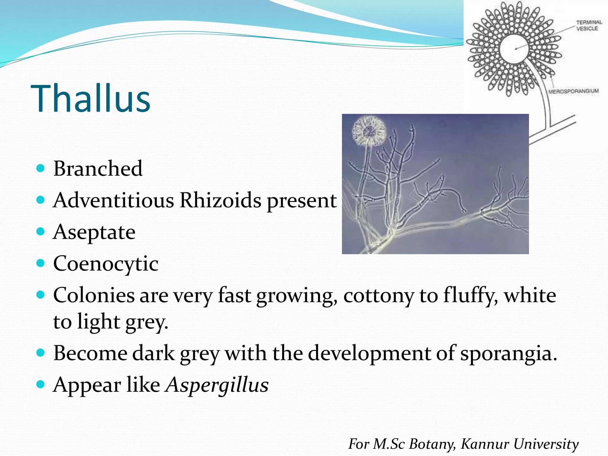 Syncephalastrum | PPT