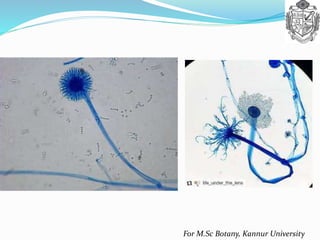 Syncephalastrum | PPT