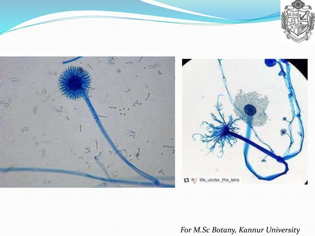 Syncephalastrum | PPT