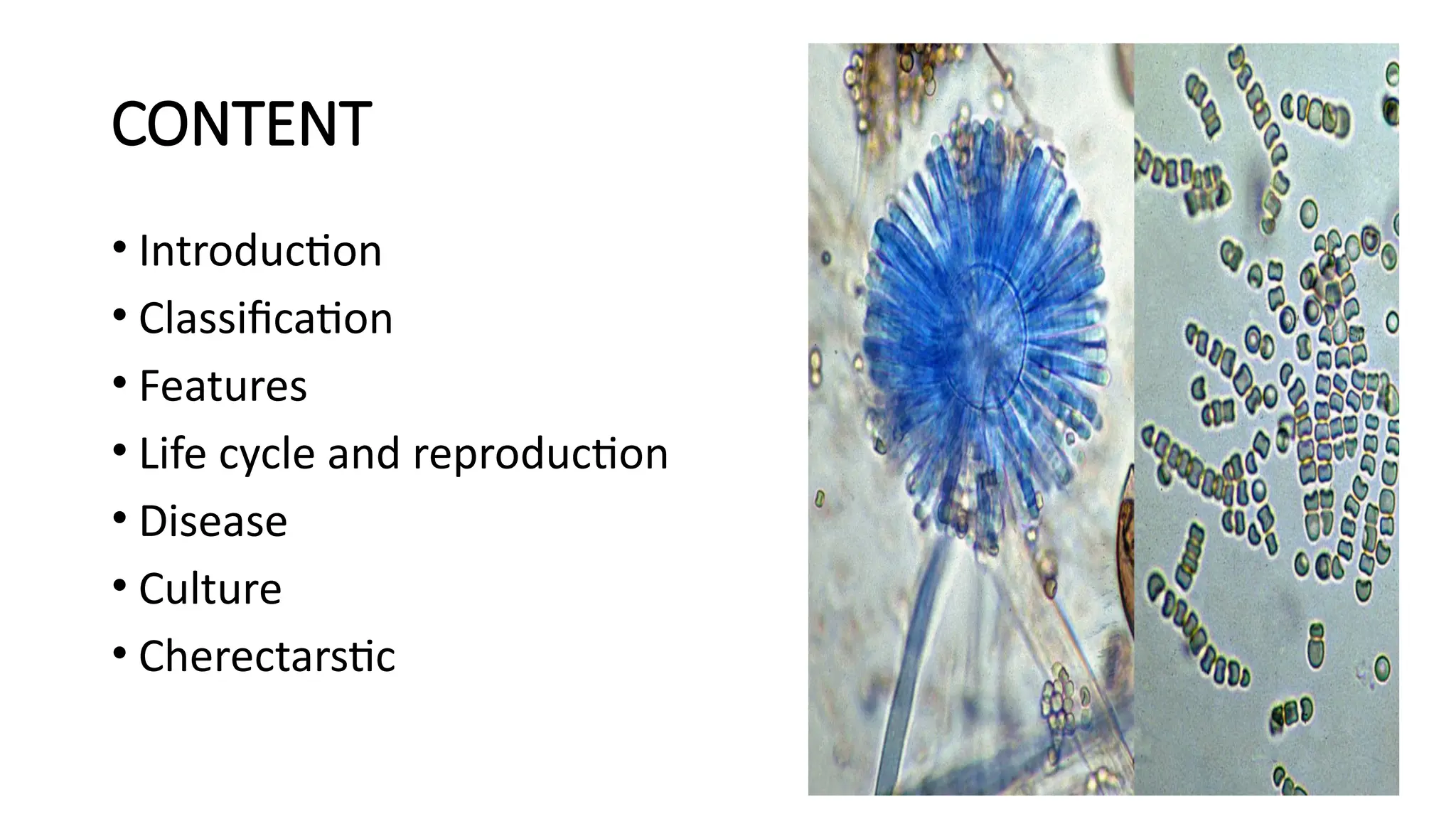 Syncephalastrum (Mycology) presentation.pptx