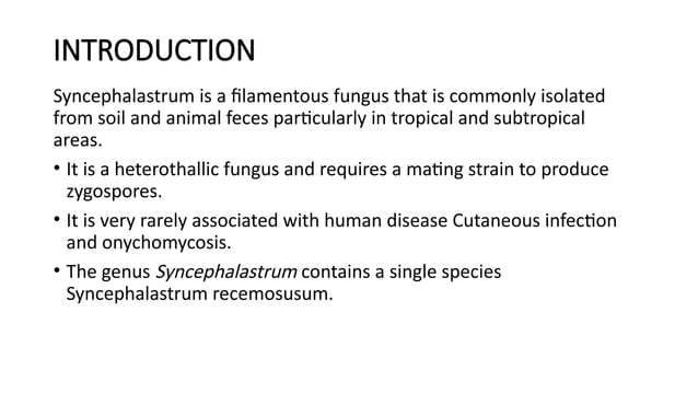Syncephalastrum (Mycology) presentation.pptx