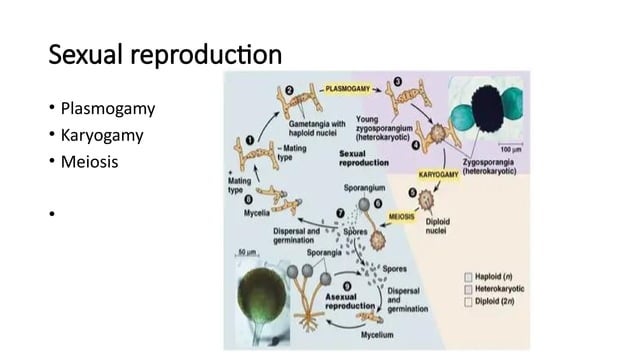 Syncephalastrum (Mycology) presentation.pptx