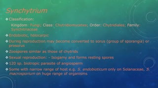 Synchitrium | PPTX