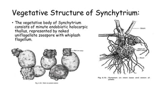 Synchitrium endobioticum | PPTX