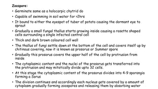 Synchitrium endobioticum | PPTX