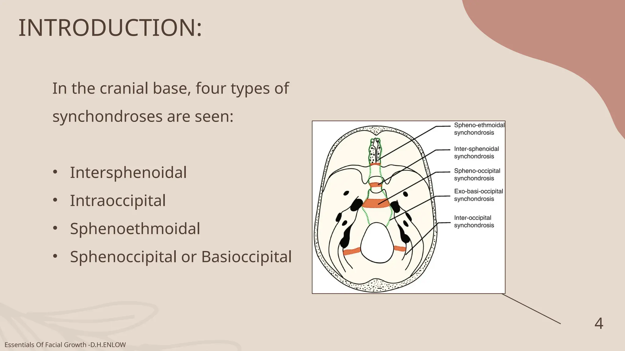 SYNCHONDROSIS IN ORTHODONTICS AND ITS SIGNIFICANCE IN GROWTH | PPTX