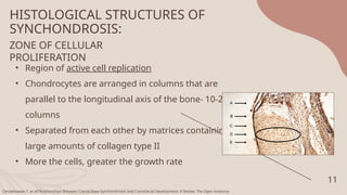 SYNCHONDROSIS IN ORTHODONTICS AND ITS SIGNIFICANCE IN GROWTH | PPTX