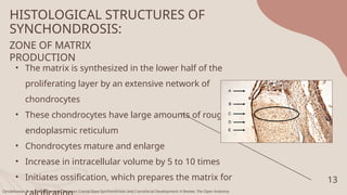 SYNCHONDROSIS IN ORTHODONTICS AND ITS SIGNIFICANCE IN GROWTH | PPTX