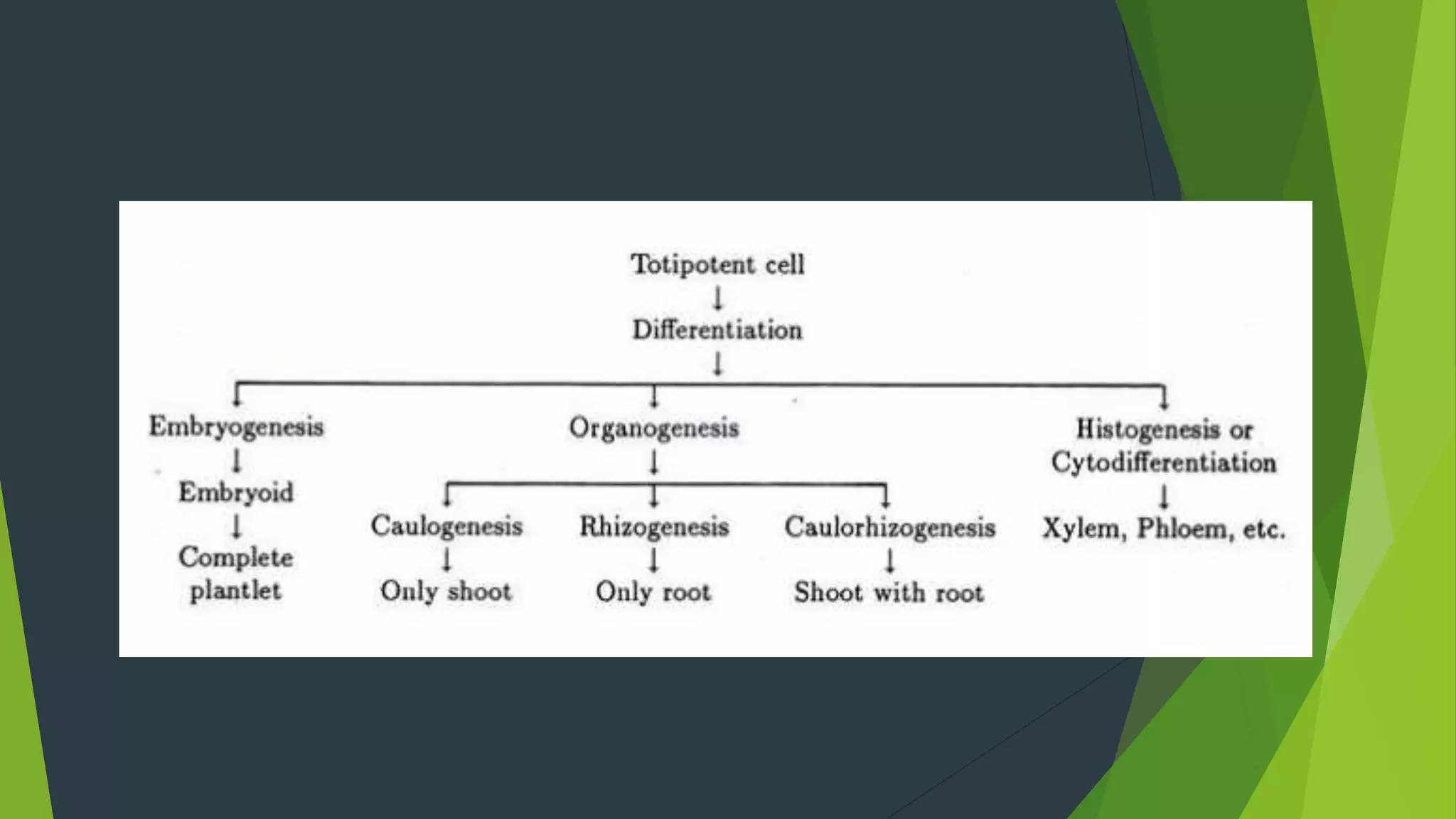 Synchronizaation of suspension culture, cellular totipotency ...