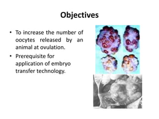 synchronization and superovulation.pptx