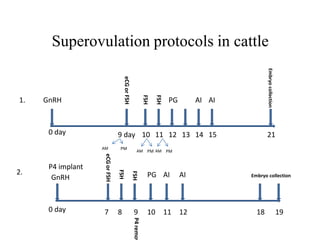 synchronization and superovulation.pptx
