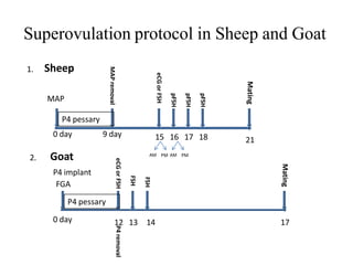 synchronization and superovulation.pptx