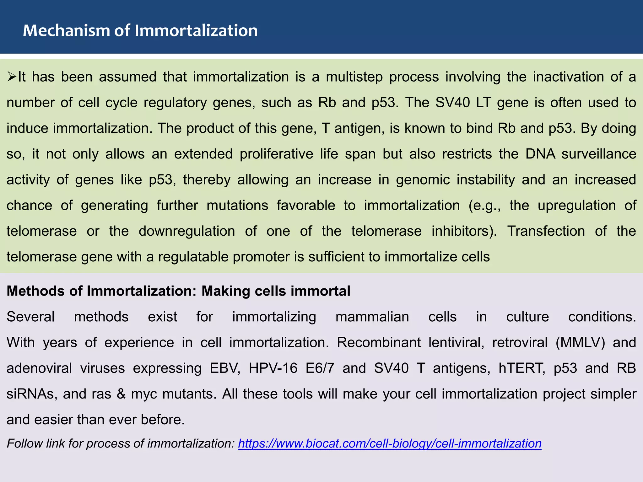 12. Cell synchronization and Immortalization | PPT