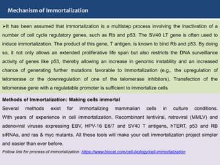 12. Cell synchronization and Immortalization | PPT