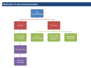 12. Cell synchronization and Immortalization | PPT