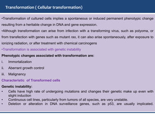 12. Cell synchronization and Immortalization | PPT