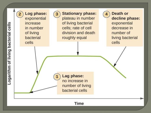 Bacterial growth : Diauxic growth,Synchronous growth and continuous ...